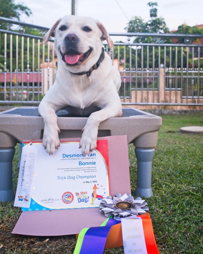 The First Trick Dog Champion in Brunei - The Brunei Book of Records