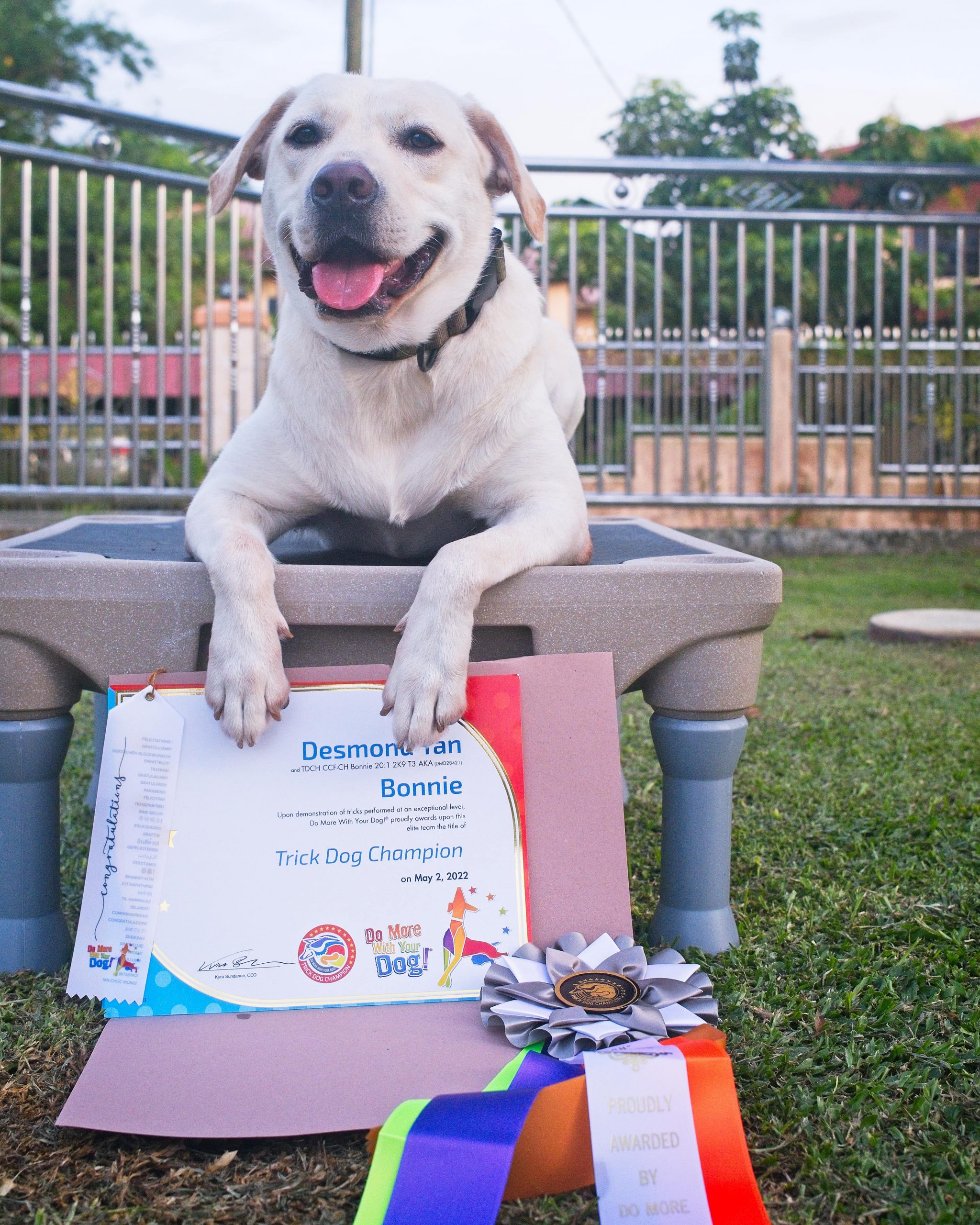 The First Trick Dog Champion in Brunei - The Brunei Book of Records